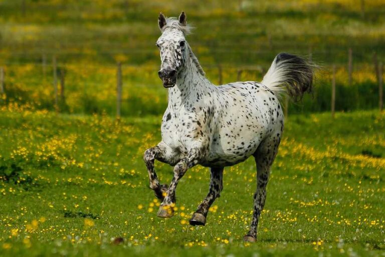 The 10 Most Beautiful and Unique Horse Breeds – Urbaki Pets