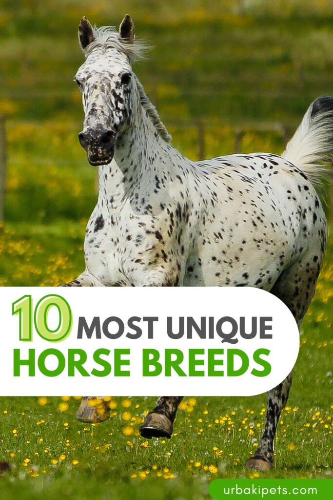 The 10 Most Beautiful and Unique Horse Breeds – Urbaki Pets