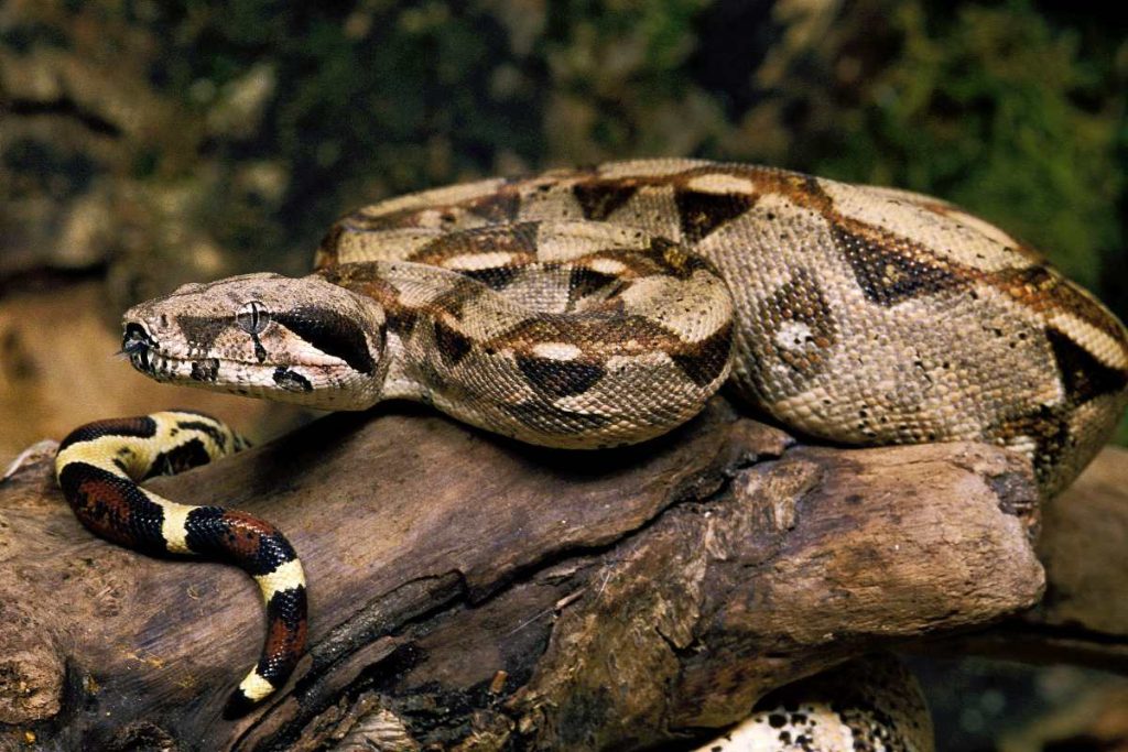 5 Friendliest Pet Snakes You Can Own – Urbaki Pets