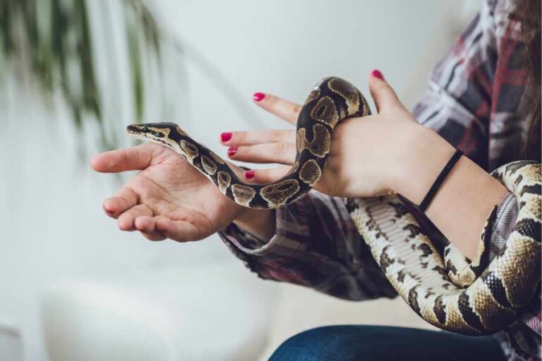 5 Friendliest Pet Snakes You Can Own – Urbaki Pets