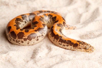 5 Friendliest Pet Snakes You Can Own – Urbaki Pets
