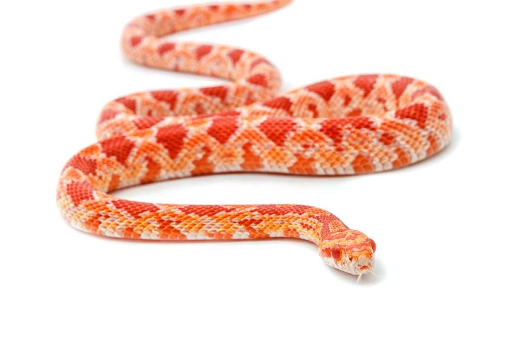 5 Friendliest Pet Snakes You Can Own – Urbaki Pets