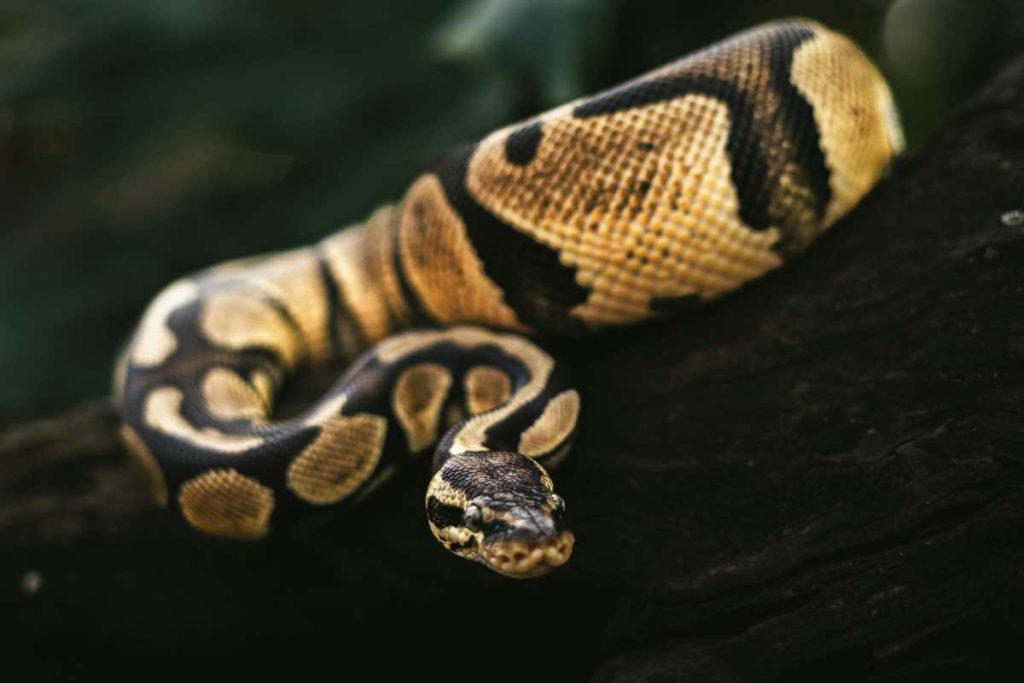 5 Friendliest Pet Snakes You Can Own – Urbaki Pets