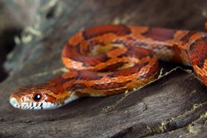 5 Friendliest Pet Snakes You Can Own – Urbaki Pets