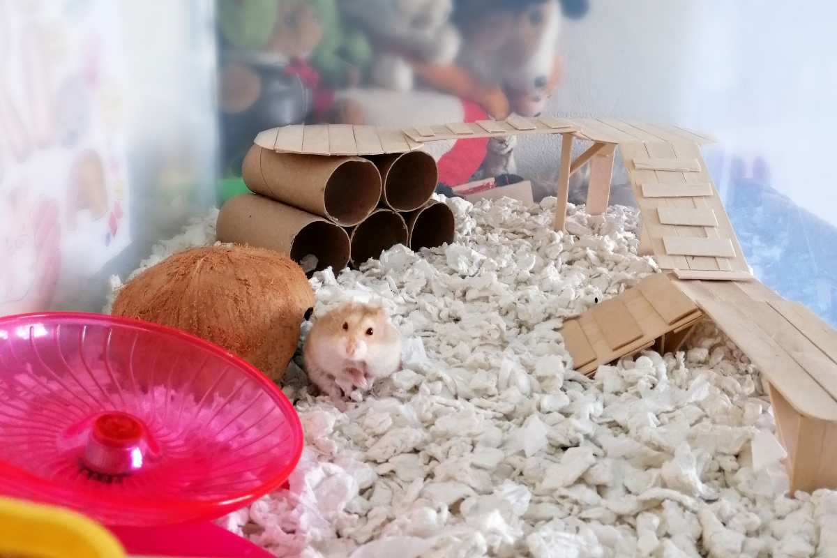 14 Things Hamsters Love the Most – Urbaki Pets