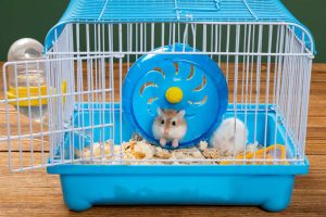 5 Tips to Get Your First Hamster – Urbaki Pets