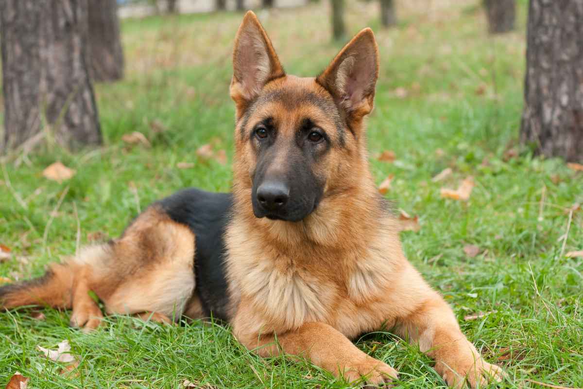 5 Types of German Shepherd And Their Characteristics – Urbaki Pets