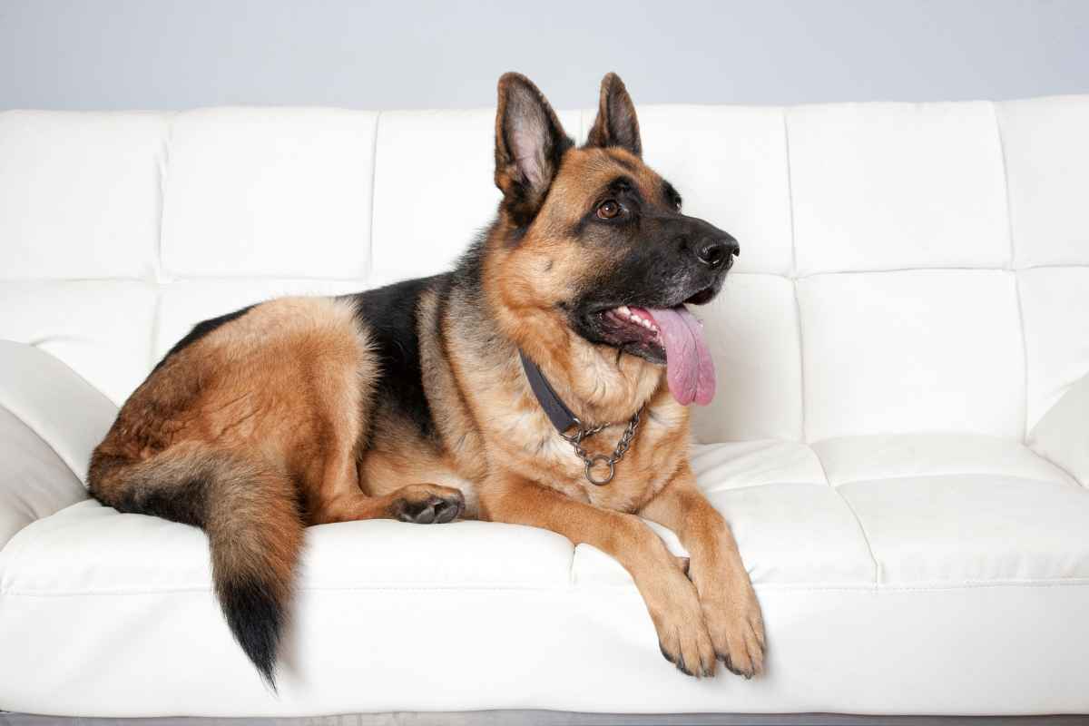 5 Types of German Shepherd And Their Characteristics – Urbaki Pets