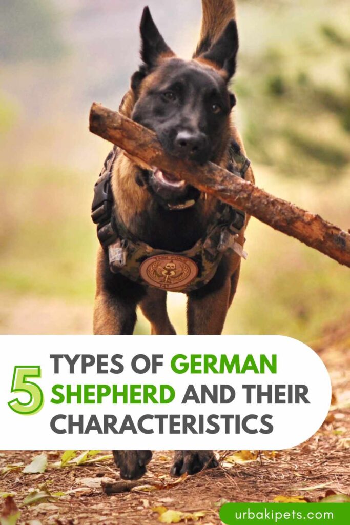 5 Types of German Shepherd And Their Characteristics – Urbaki Pets