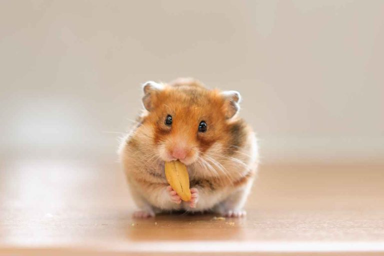 Learn the Basic Care of a Hamster – Urbaki Pets