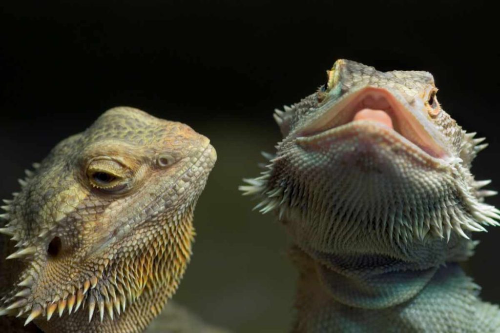 The Types of Bearded Dragons and their Characteristics – Urbaki Pets