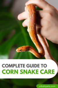 Complete Guide to Corn Snake Care – Urbaki Pets