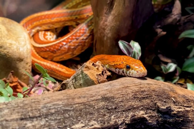 Complete Guide to Corn Snake Care – Urbaki Pets