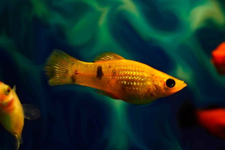 Top 10 Best Freshwater Fish for Beginners – Urbaki Pets