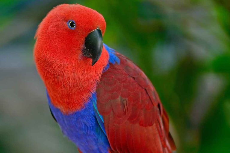 3 Types of Parrots that Make Good Pets – Urbaki Pets