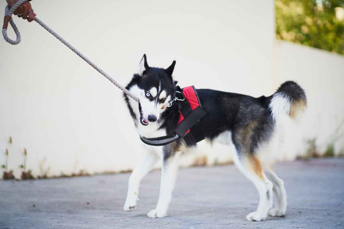 Learn How to Make Your Dog Stop Biting the Leash – Urbaki Pets