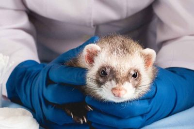 5 Mistakes You Should Avoid Making With Ferrets – Urbaki Pets