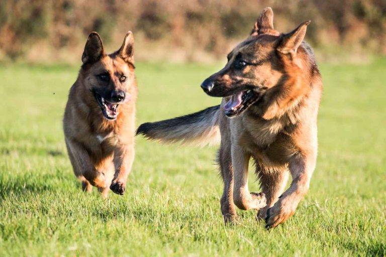 5 Types of German Shepherd And Their Characteristics – Urbaki Pets