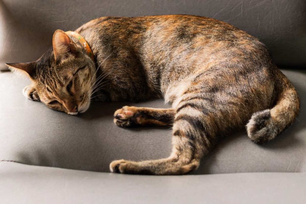 How Long Can a Cat Be Safely Left Alone – Urbaki Pets