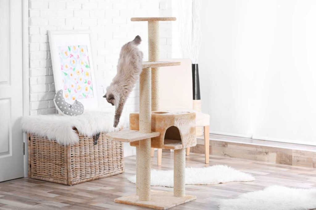 How Long Can a Cat Be Safely Left Alone – Urbaki Pets