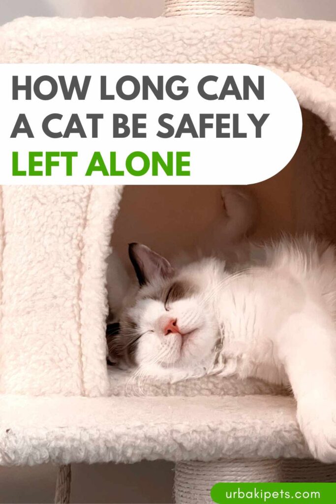 How Long Can a Cat Be Safely Left Alone – Urbaki Pets