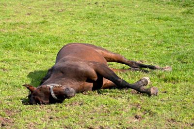 How do Horses Sleep? Standing Up or Lying Down? – Urbaki Pets