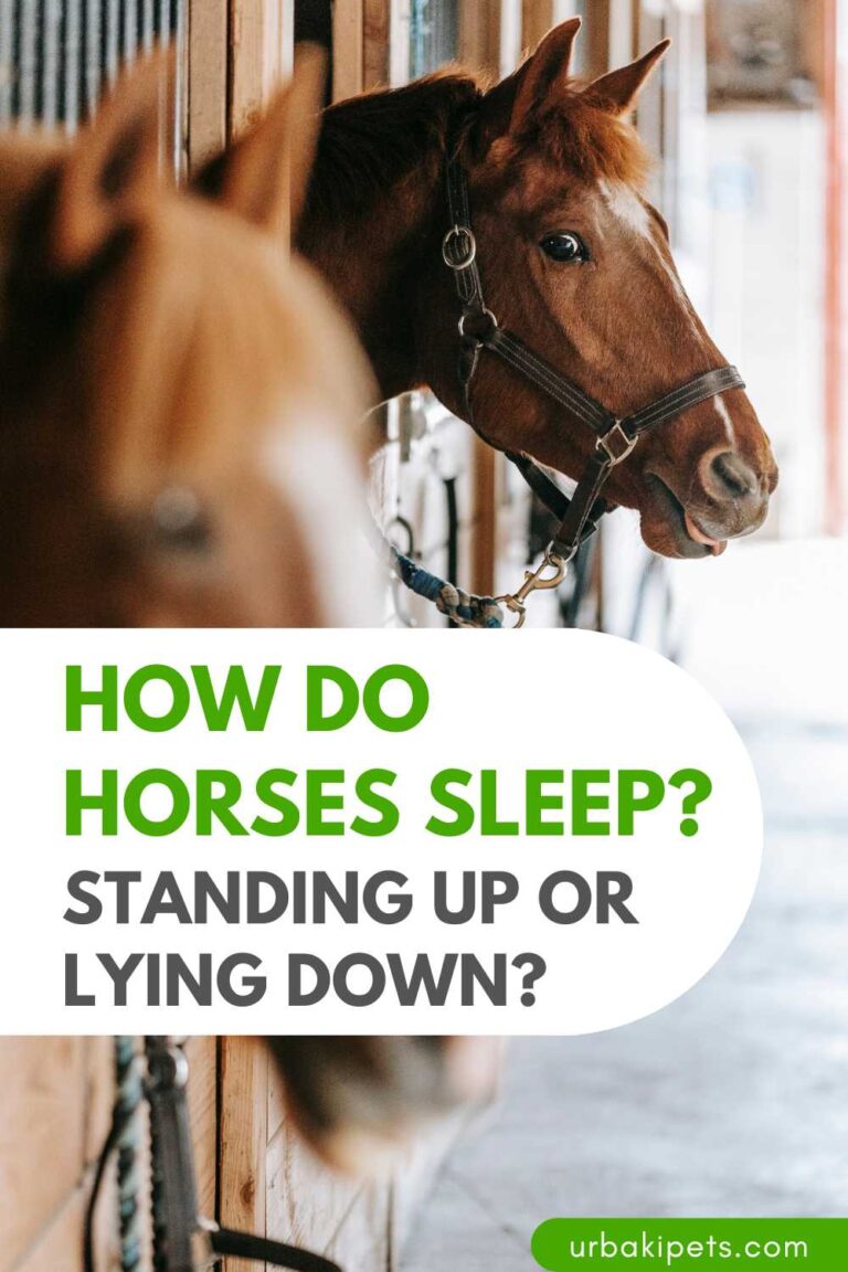 How do Horses Sleep? Standing Up or Lying Down? – Urbaki Pets