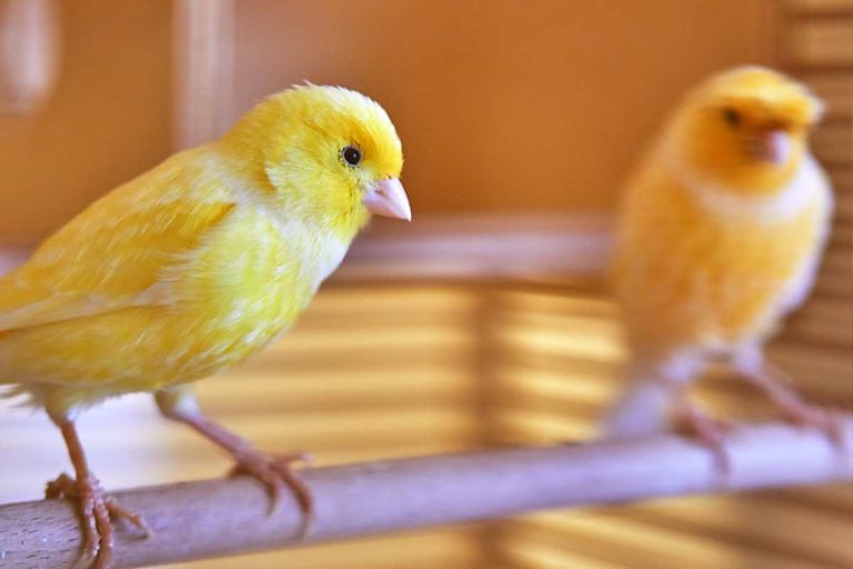 Keeping & Breeding of The Domestic Canary – Urbaki Pets