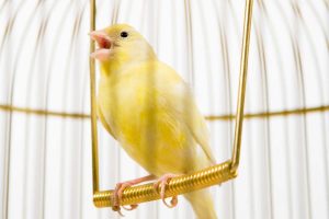 Keeping & Breeding of The Domestic Canary – Urbaki Pets