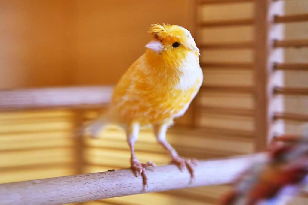 Keeping & Breeding of The Domestic Canary – Urbaki Pets