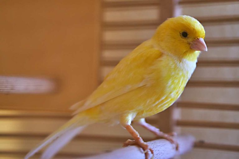 Keeping & Breeding of The Domestic Canary – Urbaki Pets