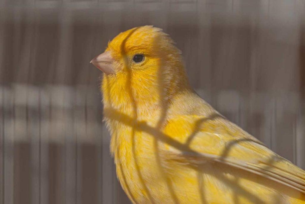 Keeping & Breeding of The Domestic Canary – Urbaki Pets