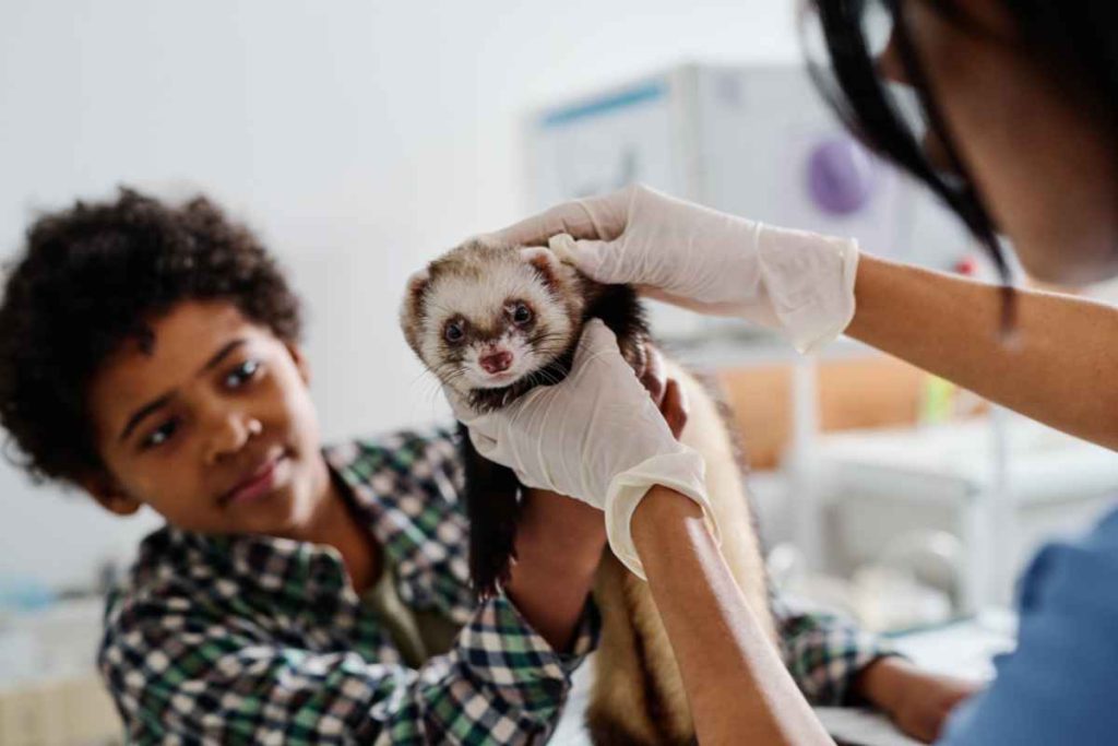 Everything You Need to Know About Ferrets – Urbaki Pets