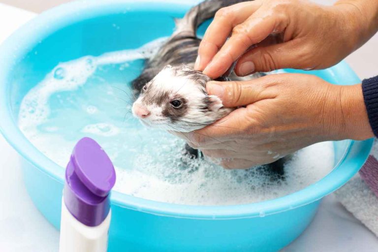 Everything You Need to Know About Ferrets – Urbaki Pets
