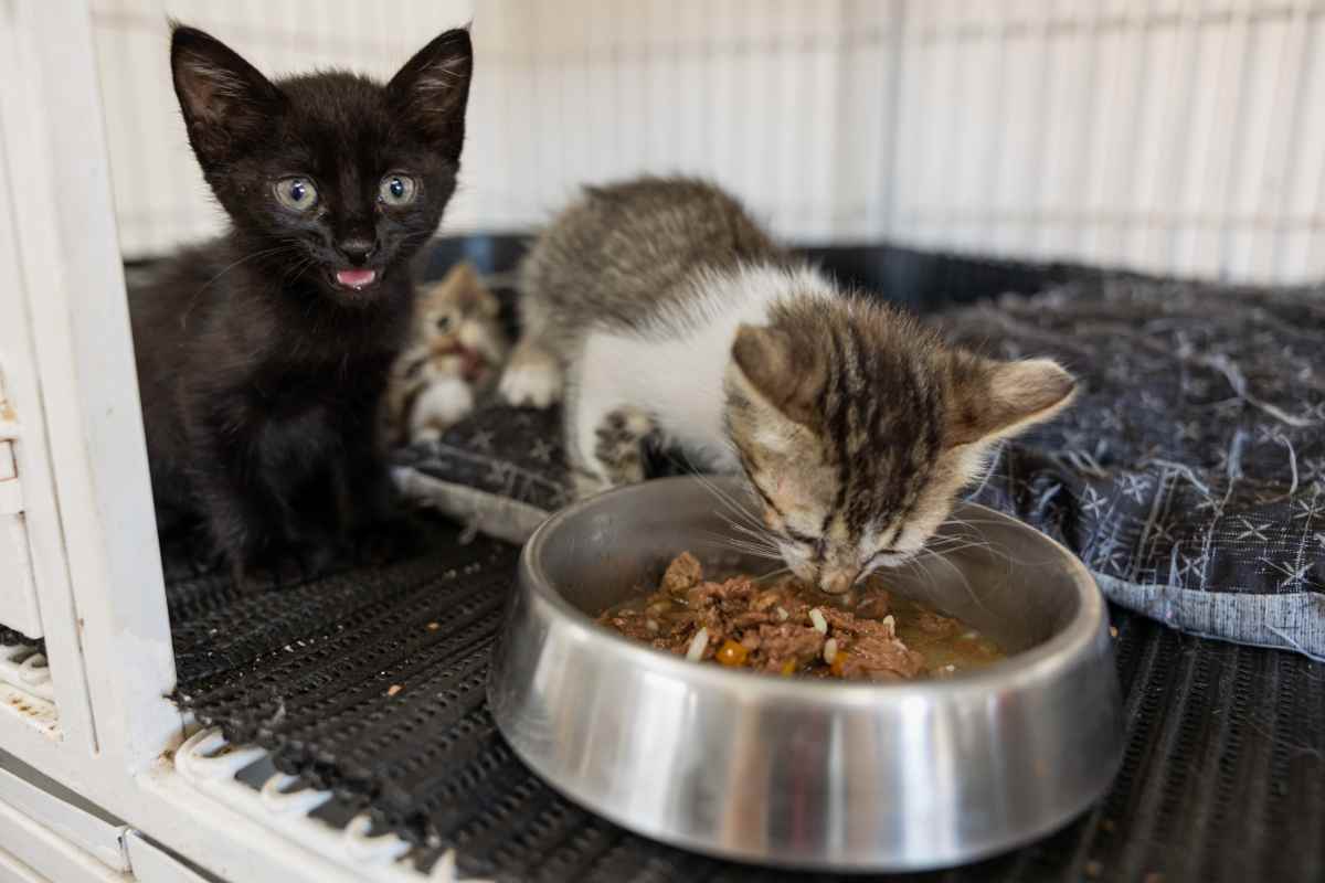 Learn to Care for a Kitten – Urbaki Pets