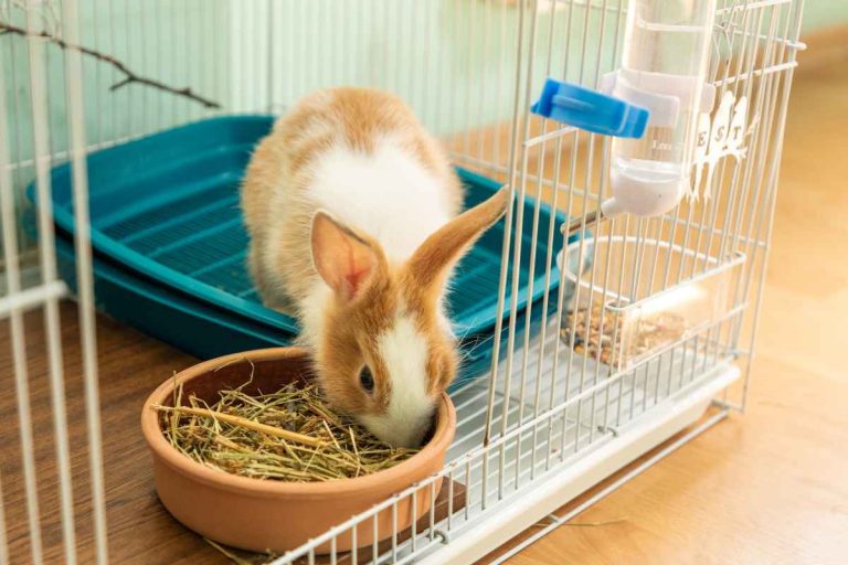 Learn How to Feed your Pet Rabbit – Urbaki Pets