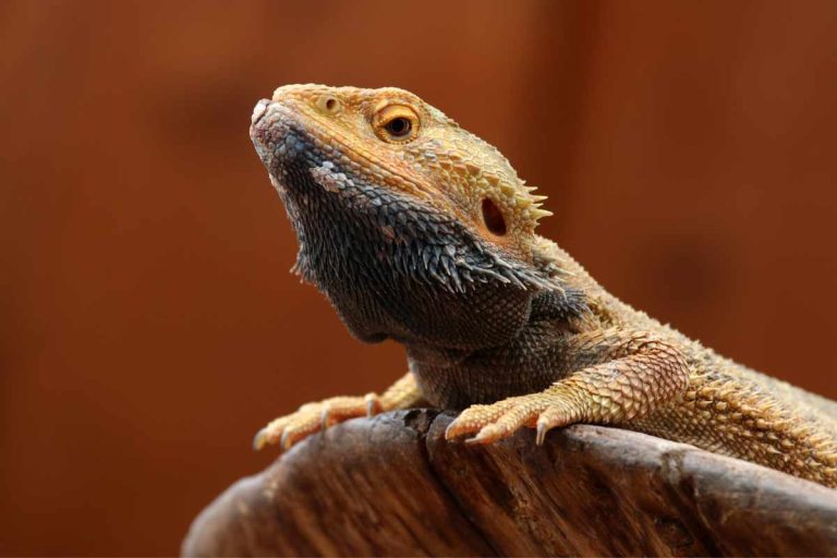 The Types of Bearded Dragons and their Characteristics – Urbaki Pets