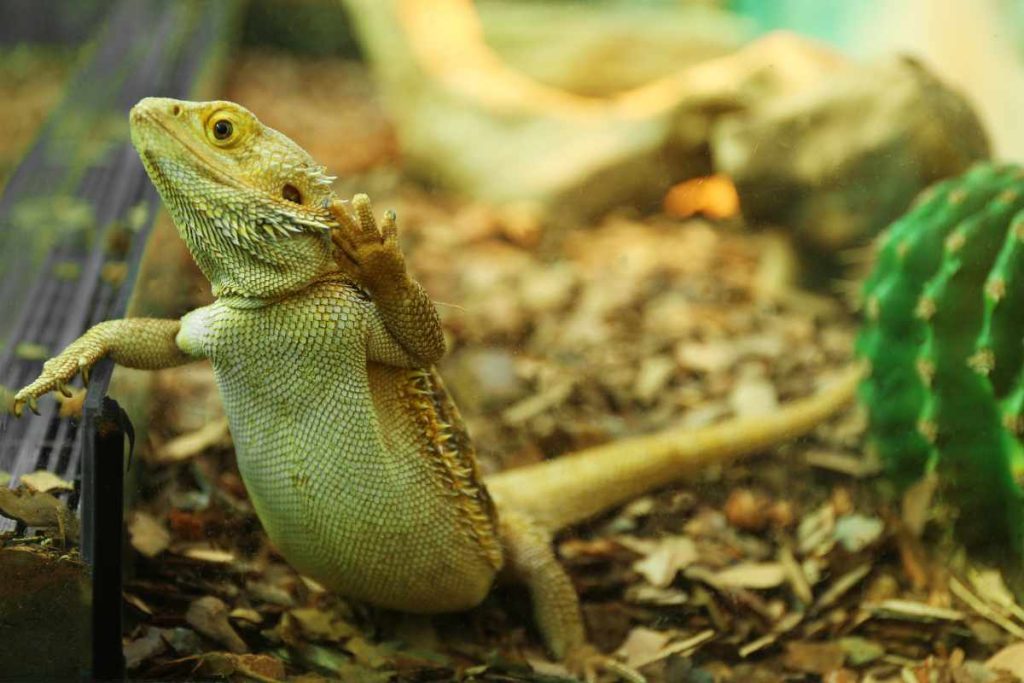 The Types of Bearded Dragons and their Characteristics – Urbaki Pets