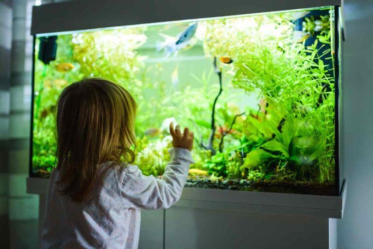 How to Hatch Any Type of Fish Eggs – Urbaki Pets