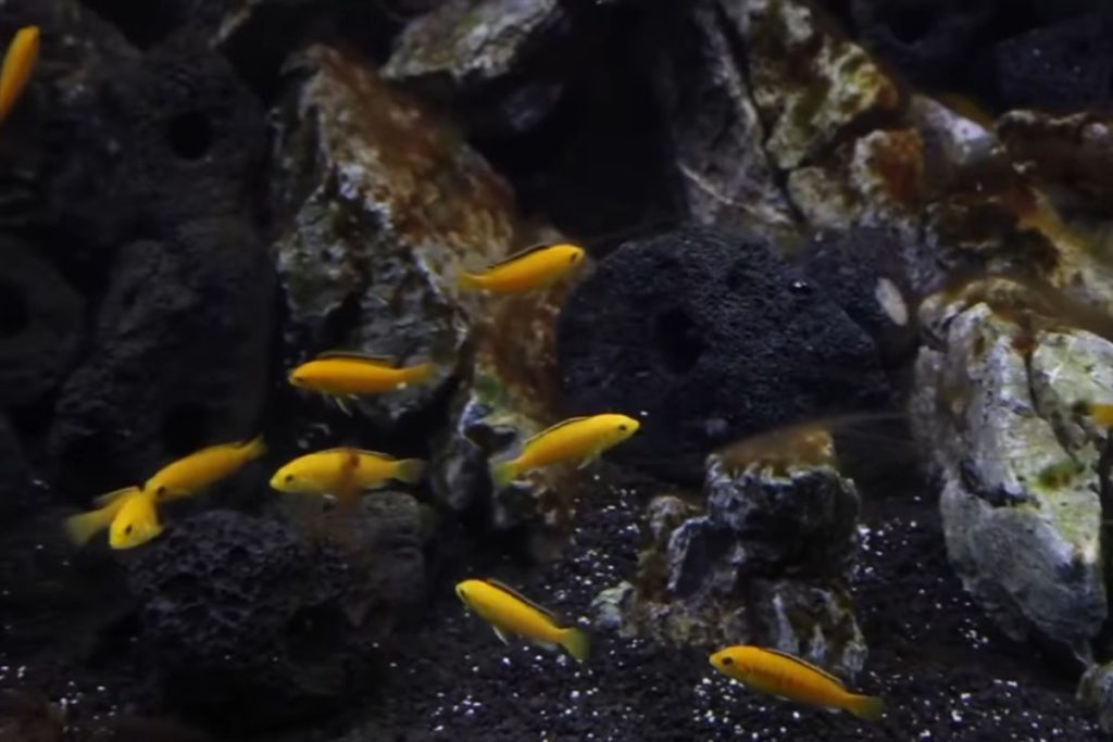 Should or Should Not Quarantine the Fish? – Urbaki Pets