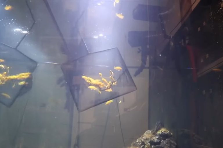 Should or Should Not Quarantine the Fish? – Urbaki Pets