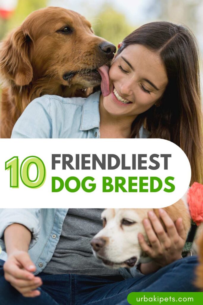The 10 Friendliest Dog Breeds – Urbaki Pets