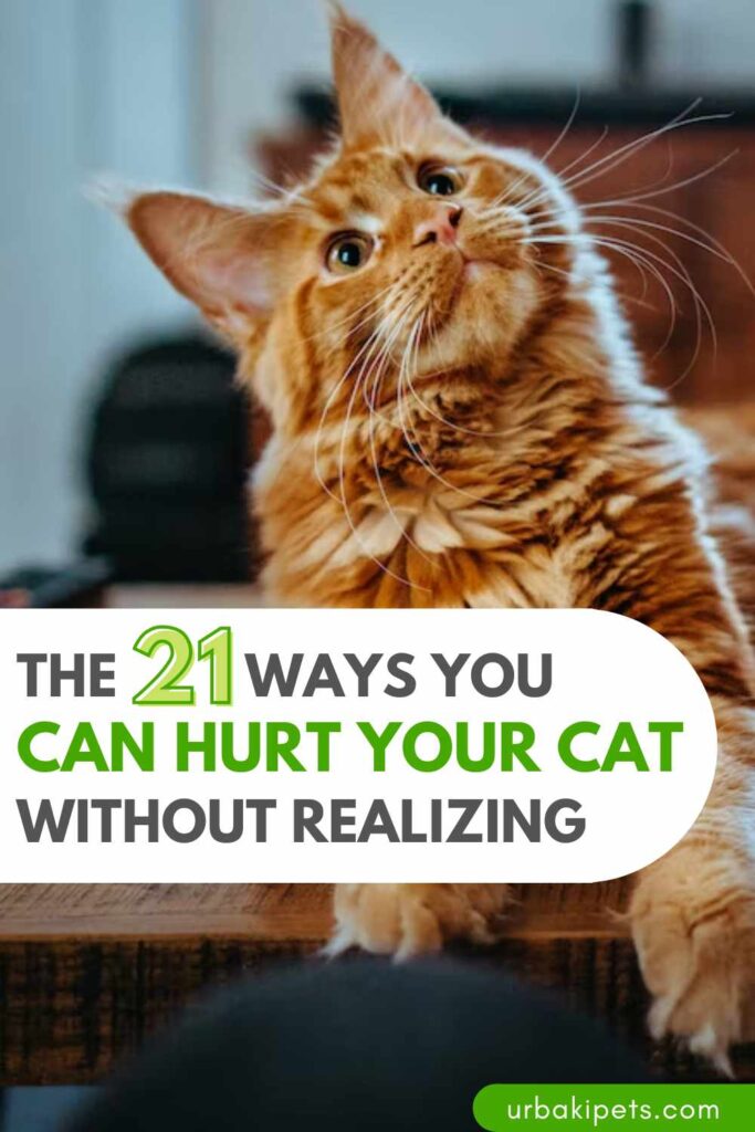 The 21 Ways You Can Hurt Your Cat Without Realizing – Urbaki Pets