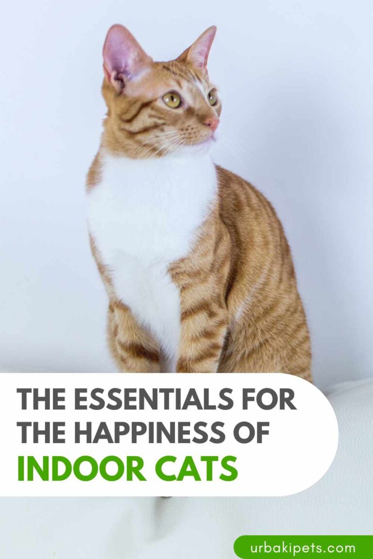 The Essentials for the Happiness of Indoor Cats – Urbaki Pets