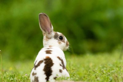 Top 10 Most Amorous Rabbit Breeds – Urbaki Pets