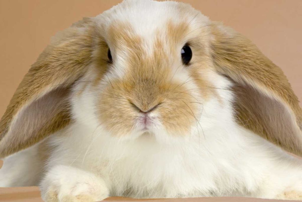 Top 10 Most Amorous Rabbit Breeds – Urbaki Pets