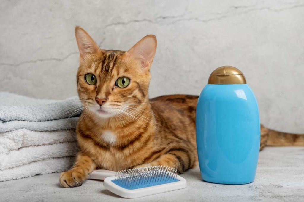 Tips that Will Help You When Bathing a Cat – Urbaki Pets