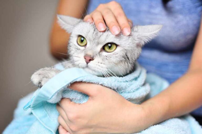 Tips that Will Help You When Bathing a Cat – Urbaki Pets