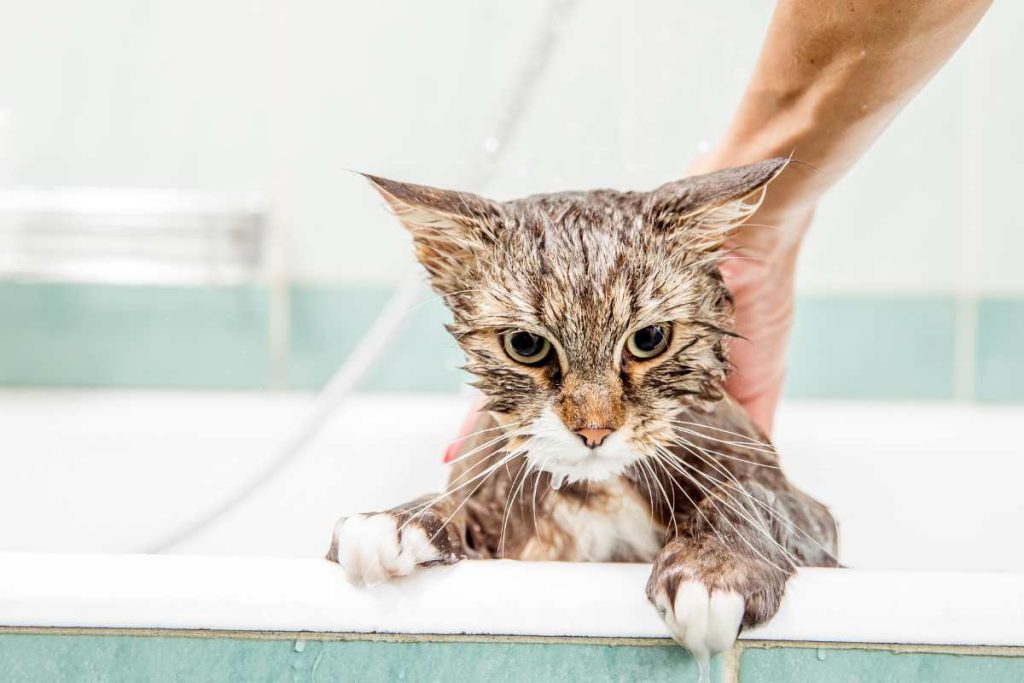 Tips that Will Help You When Bathing a Cat – Urbaki Pets