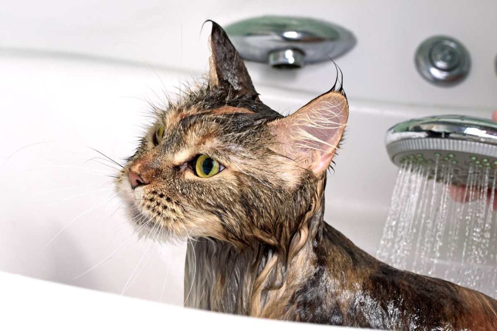 Tips that Will Help You When Bathing a Cat – Urbaki Pets